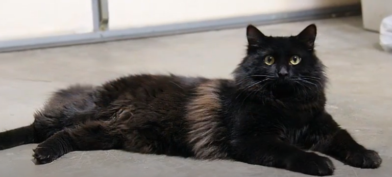 Black Ragdoll Cats: Do They Even Exist? - Animals Log