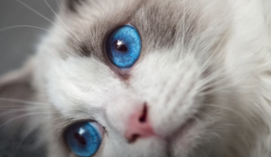 Himalayan Ragdoll Cat: Know 101 Facts - Animals Log