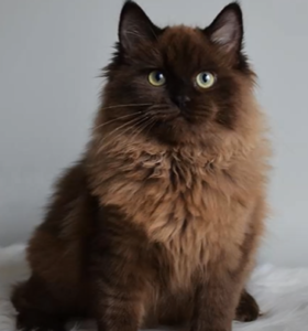 Seal Sepia Ragdoll Cats: Are They Even Rare? - Animals Log