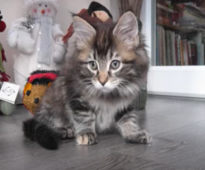 Maine Coon Ragdoll Mix: All You Need To Know! - Animals Log