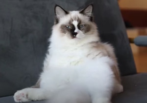 The Ideal Average Weight Of A Ragdoll Cat! - Animals Log