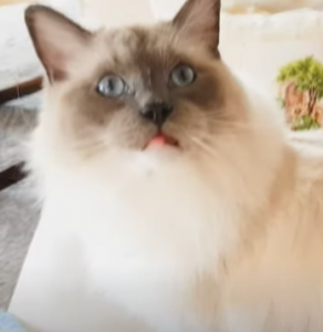 5 Cutest Ragdoll Features Every Cat Lover Should Know! - Animals Log