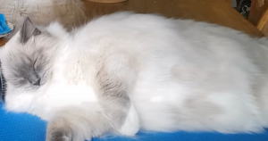 Do Ragdolls Shed? Answered! - Animals Log