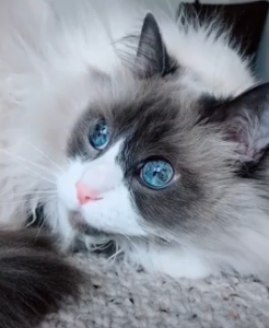 5 Cutest Ragdoll Features Every Cat Lover Should Know! - Animals Log
