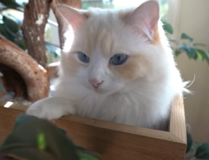 Orange Ragdoll Cat: Are They A Myth? - Animals Log