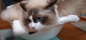 The Ideal Average Weight Of A Ragdoll Cat! - Animals Log