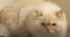 101 Facts About Flame Point Ragdoll Kitten - Animals Log