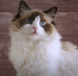 All 5 Ragdoll Patterns You Should Know! - Animals Log