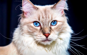 All 5 Ragdoll Patterns You Should Know! - Animals Log