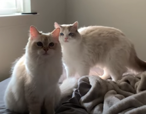 How To Identify A Ragdoll Cat? Know 4 Ways! - Animals Log