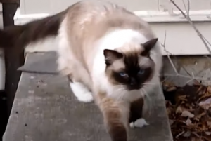 101 Facts About Seal Mitted Ragdoll Cats - Animals Log