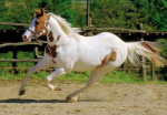 Tobiano Horse And Its Characteristics And Traits - Animals Log