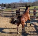 What Does A Sunken Horse Flank Mean? - Animals Log