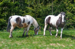 Tobiano Horse And Its Characteristics And Traits - Animals Log