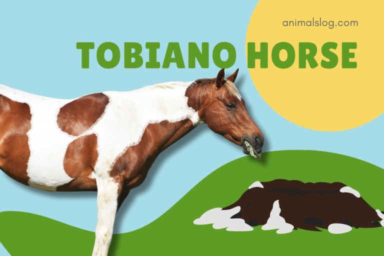Tobiano Horse And Its Characteristics And Traits - Animals Log